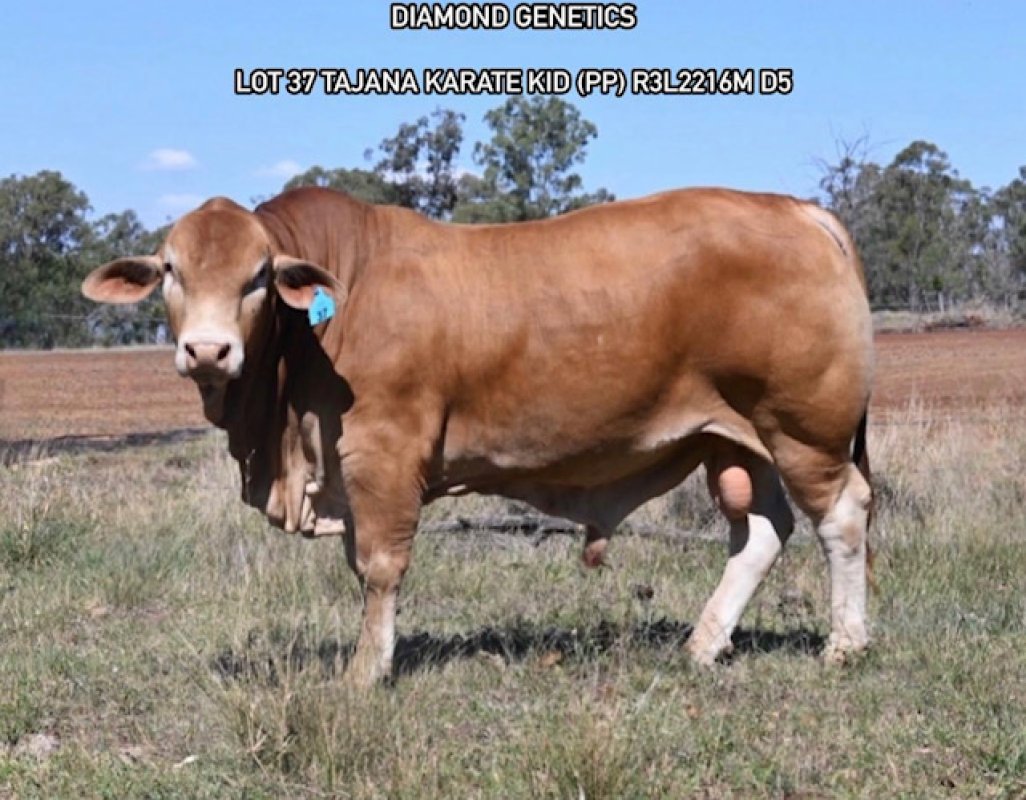 2024 | LotNo #37 | TAJANA KARATE KID (PP) R3L2216M D5 | Diamond Genetics Sale