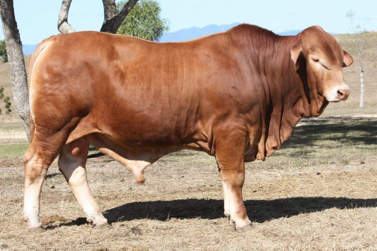 2025 | LotNo #49 | TOMAWILL IDOL (PP) TW123324M D5 | Diamond Genetics Sale